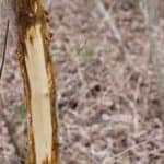 Why Whitetail Bucks Rub Trees – Omega Outdoors