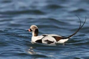 14 Rare Duck Species and Where to Find Them – Omega Outdoors