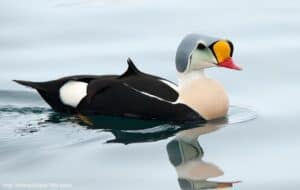 14 Rare Duck Species and Where to Find Them – Omega Outdoors