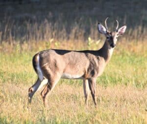 Should You Shoot Spike Bucks? [The TRUTH] – Omega Outdoors