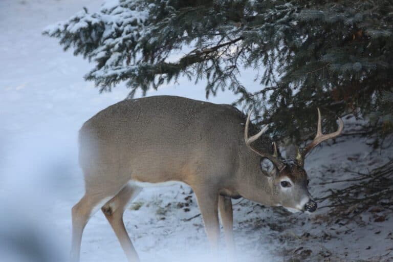 Cull Bucks & Management Bucks [ACTUAL Herd Effect] – Omega Outdoors