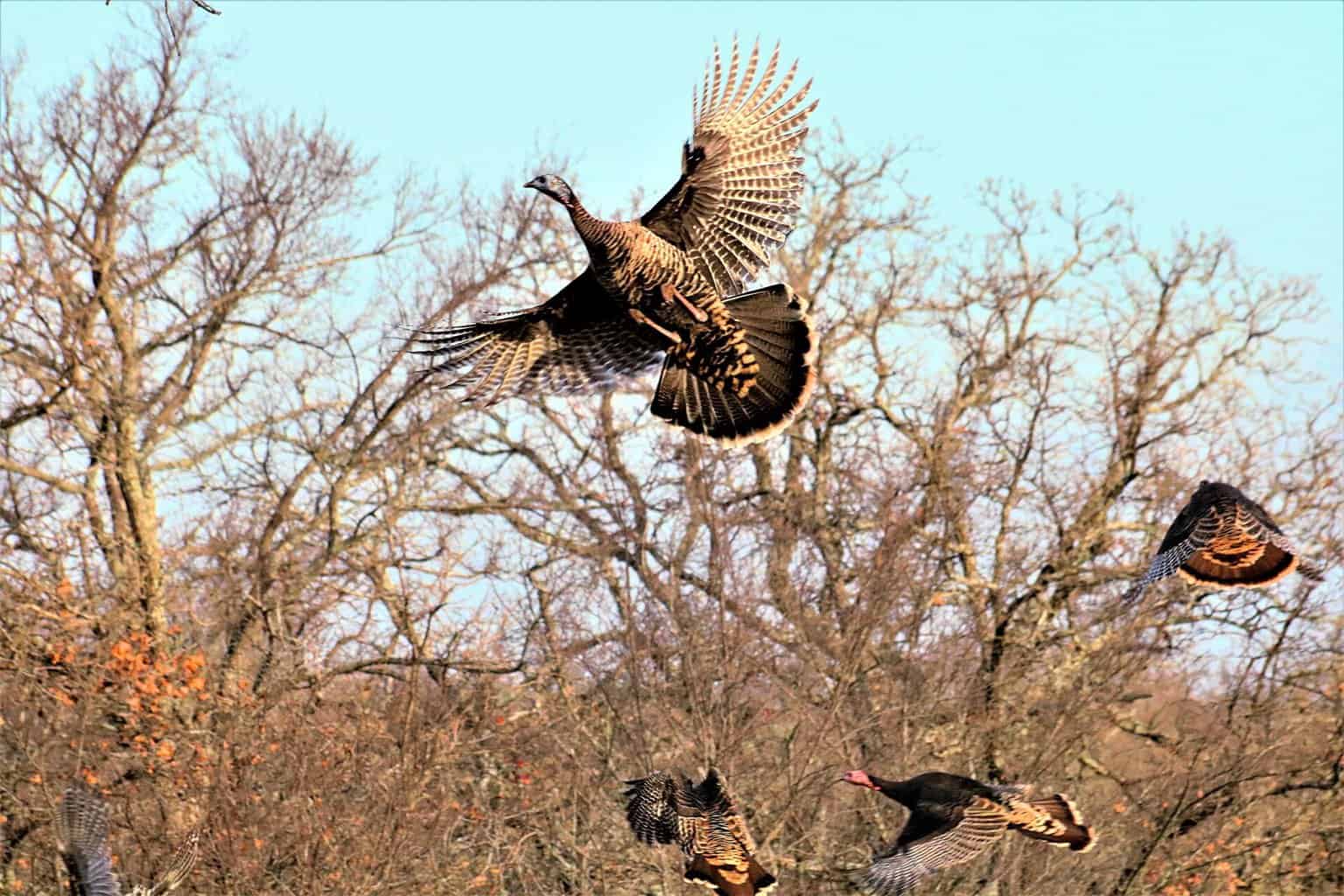 How To Find A Turkey Roost – Omega Outdoors