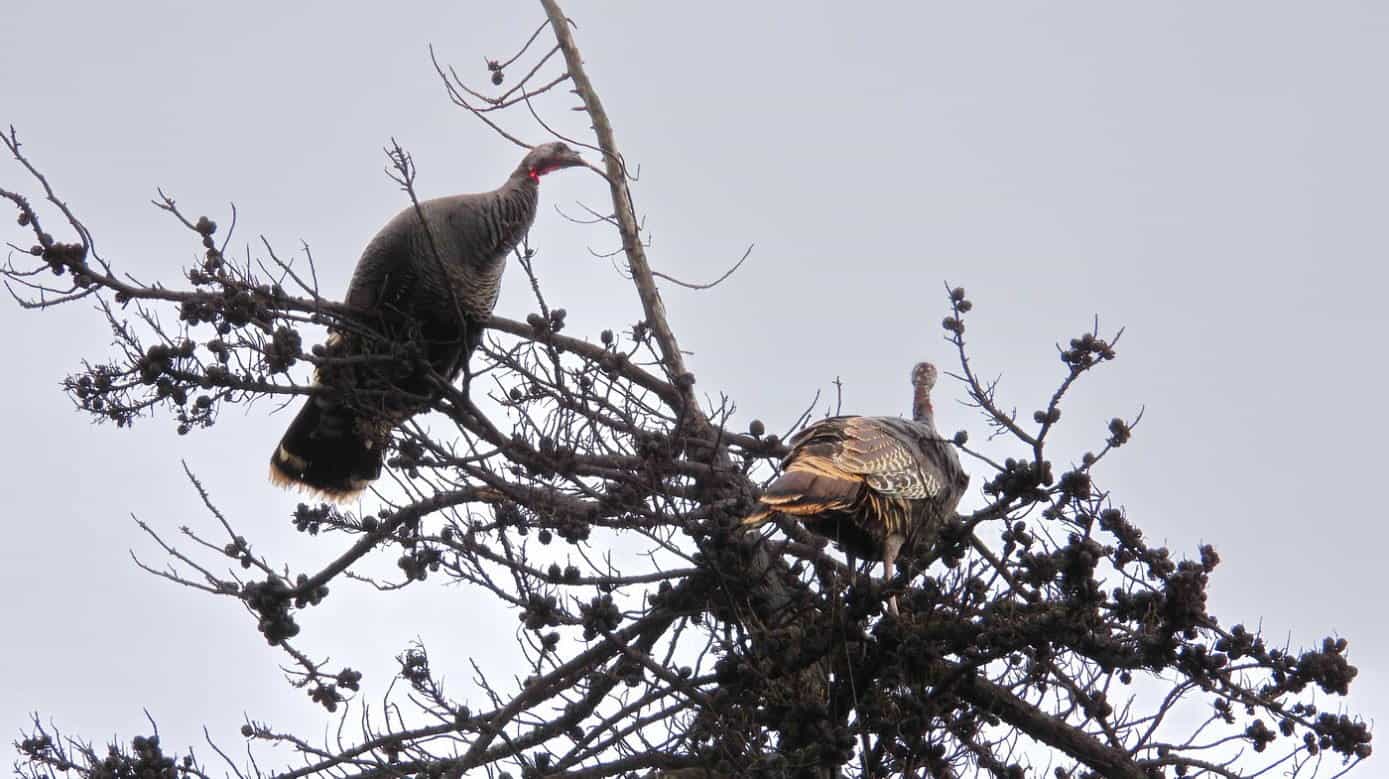 What Time Do Turkeys Come Off The Roost? – Omega Outdoors